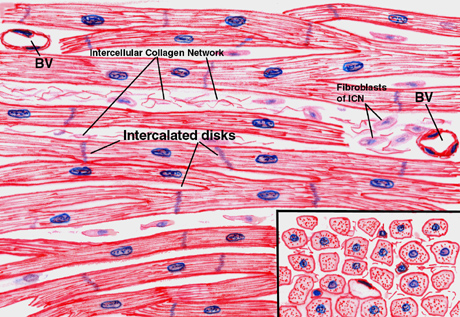 Cardiac Muscle Under Microscope Labeled